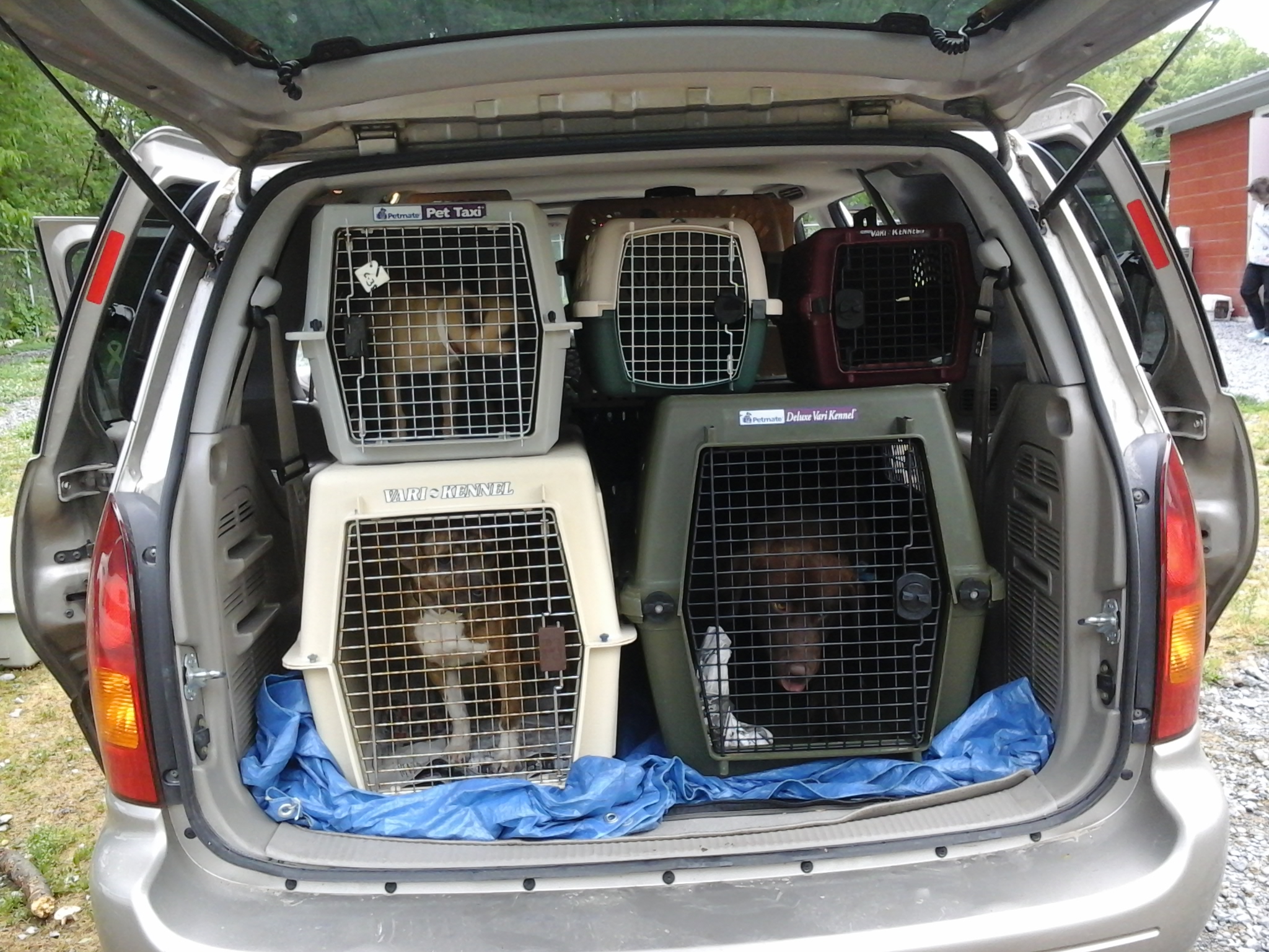 Homeless Pets Rescued & Transported Successfully - Giles Animal Rescue