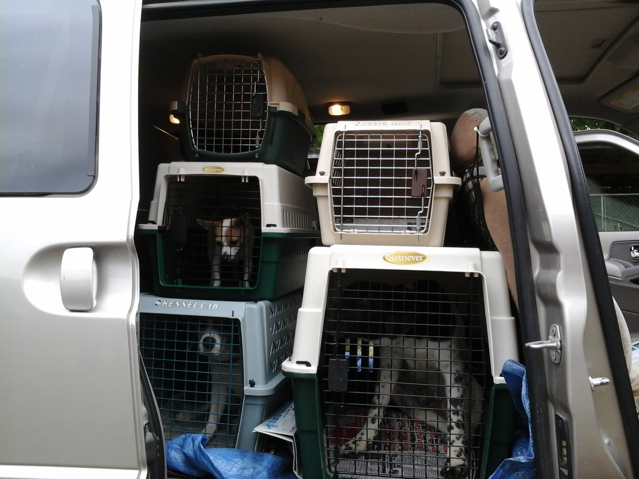 Homeless Pets Rescued & Transported Successfully - Giles Animal Rescue