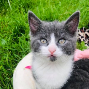 Pets Available for Adoption - Giles Animal Rescue